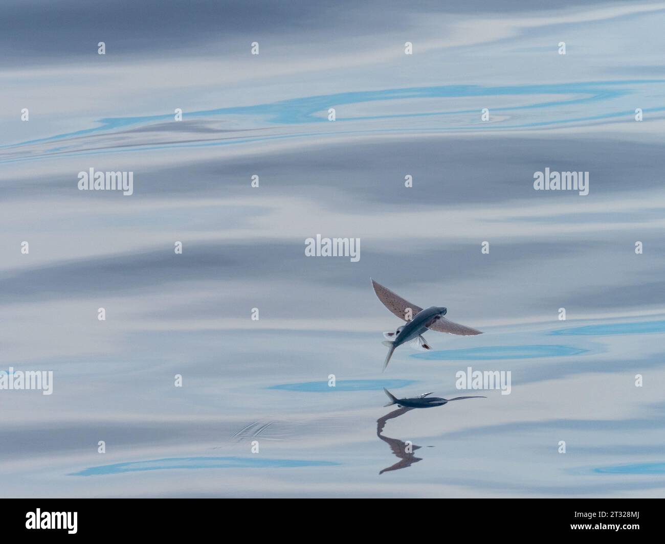 Flying fish, exocoetidae, on glassy seas off the north coast of New ...