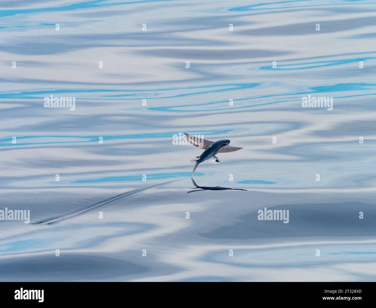 Flying fish, exocoetidae, on glassy seas off the north coast of New ...