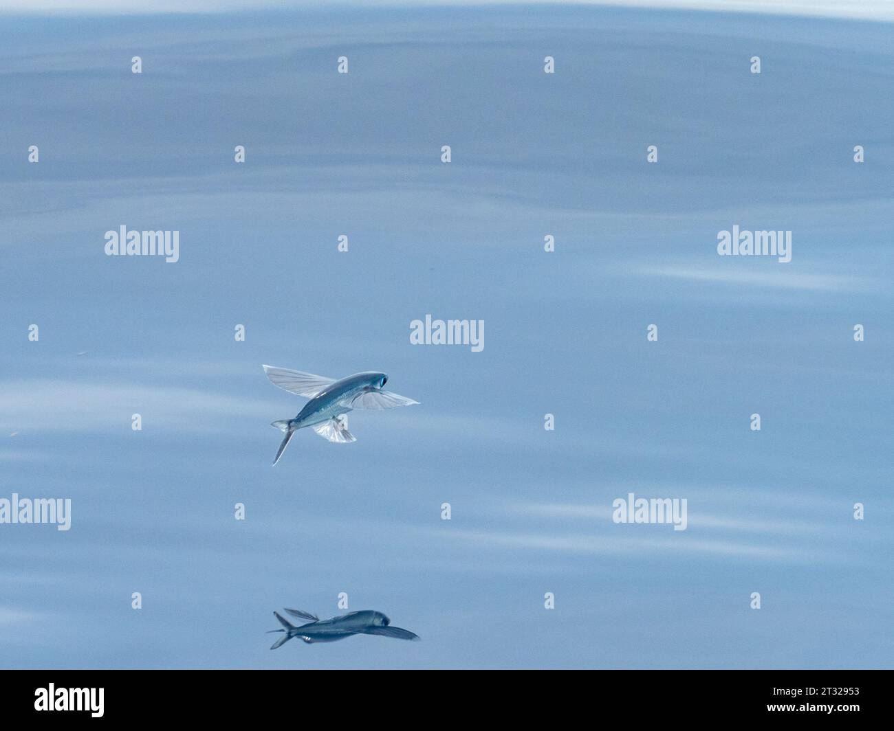 Flying fish, exocoetidae, on glassy seas off the north coast of New ...