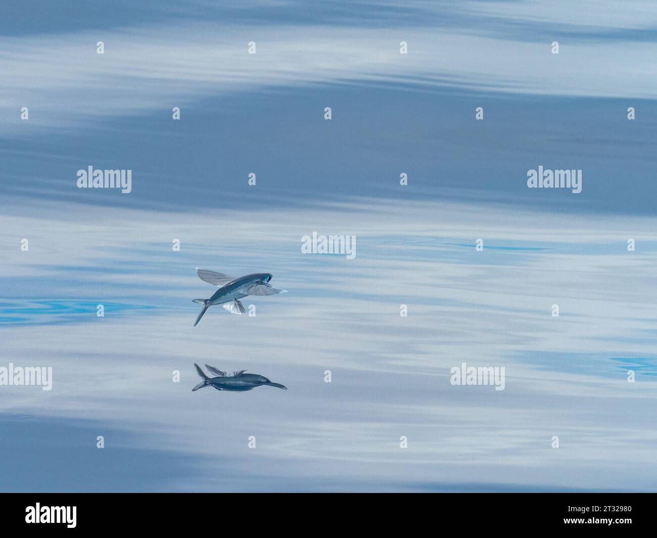 Flying fish, exocoetidae, on glassy seas off the north coast of New ...