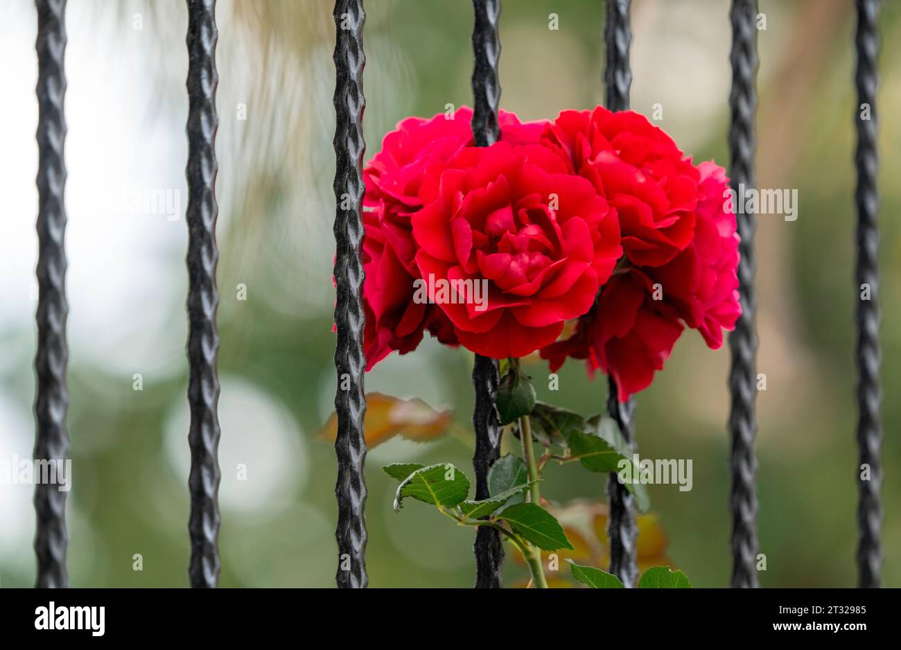 Red rose overgrown between the iron fence Stock Photo - Alamy