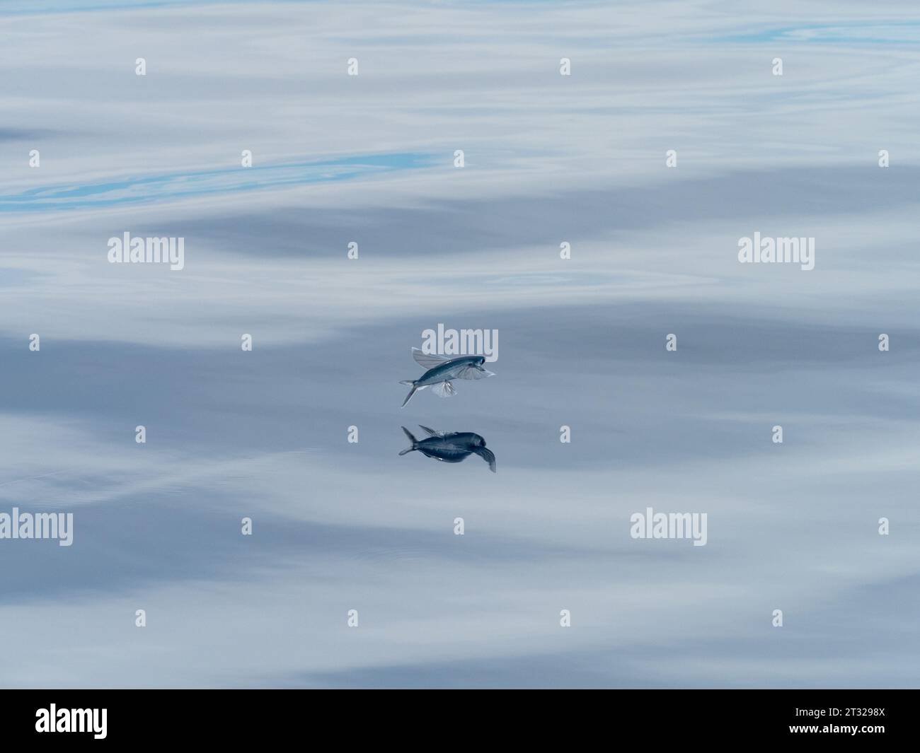 Flying fish, exocoetidae, on glassy seas off the north coast of New ...