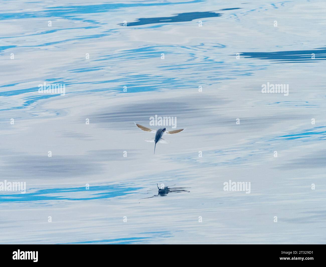 Flying fish, exocoetidae, on glassy seas off the north coast of New ...