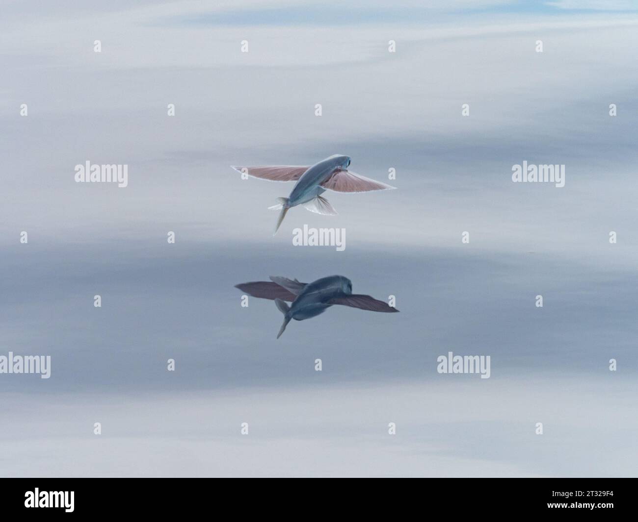 Flying fish, exocoetidae, on glassy seas off the north coast of New ...