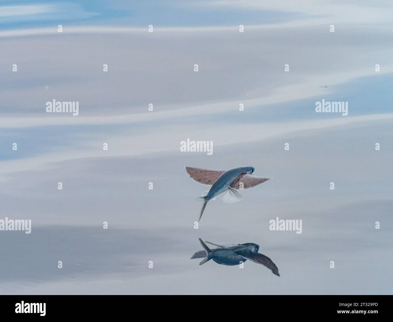 Flying fish, exocoetidae, on glassy seas off the north coast of New ...