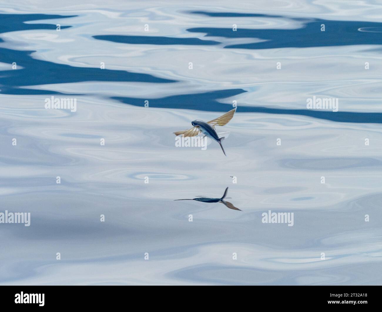 Flying fish, exocoetidae, on glassy seas off the north coast of New ...