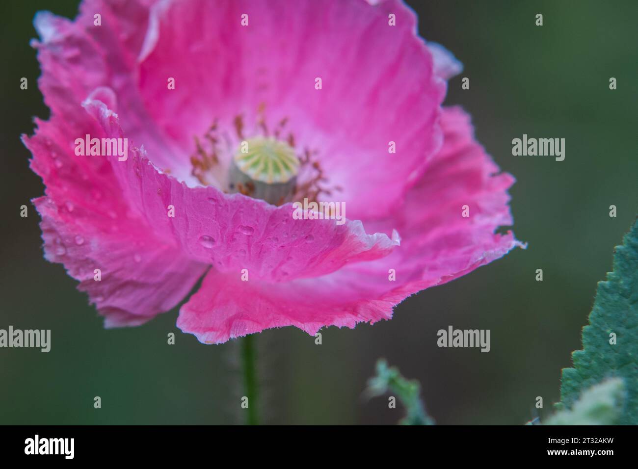 Texas spring wildflowers, poppies, larkspur, bees, butterflies ...