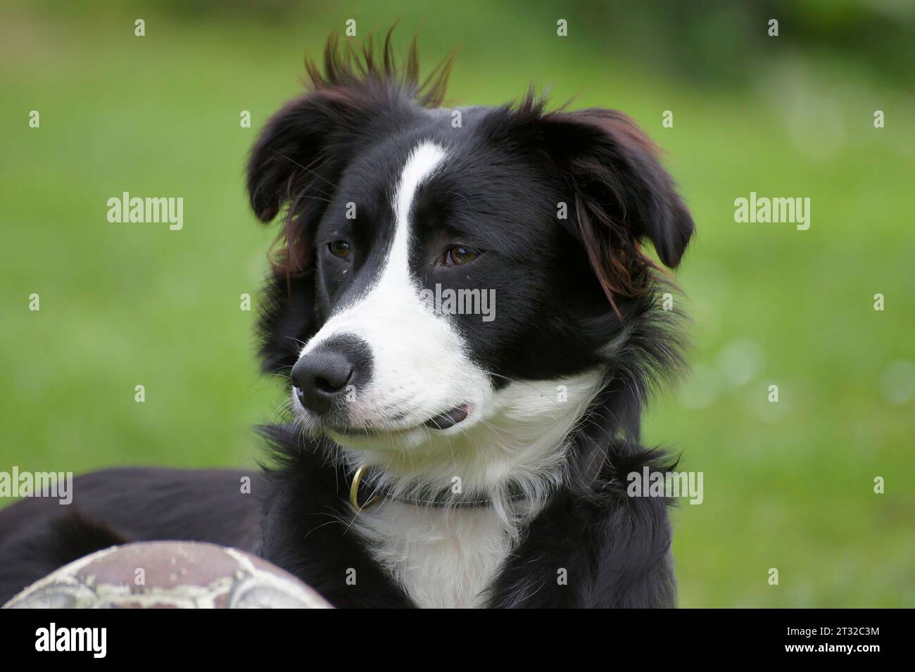 Natural closeup on an adorable , attentive black and white Border ...