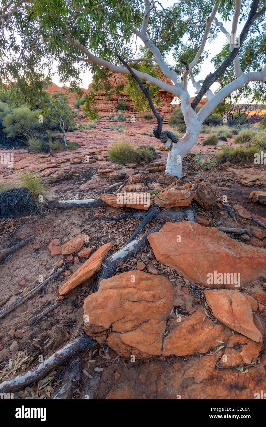 A Ghost Gum Tree (Corymbia aparrerinja) thriving despite exposed roots ...