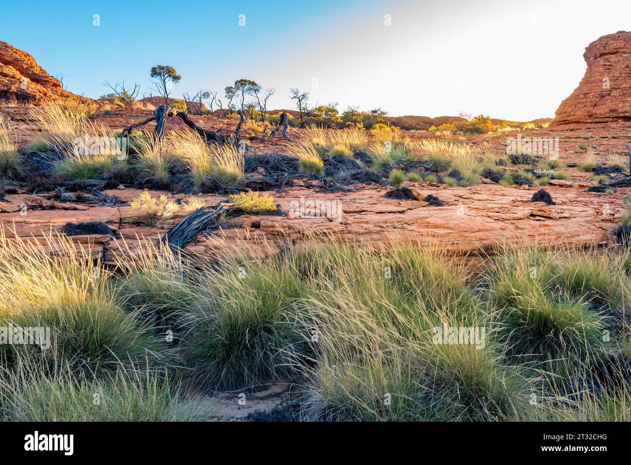 Winter morning sun lights the spinifex and dried Mulga trees growing in ...