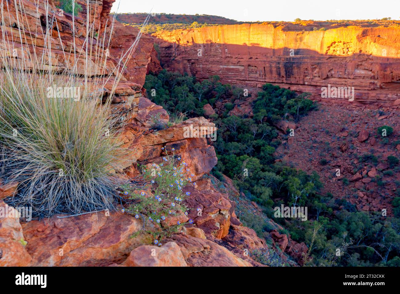 A Broad-Leaf Parakeelya blossom and desert spinifex cling to the edge ...