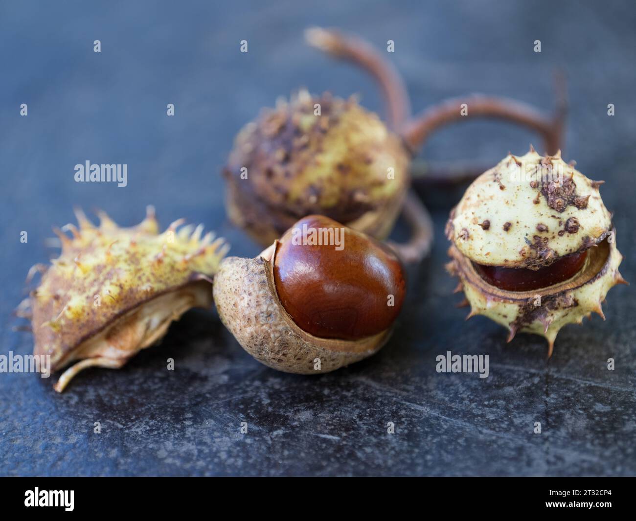 A black surface with four chestnuts in their shells, one of which is ...