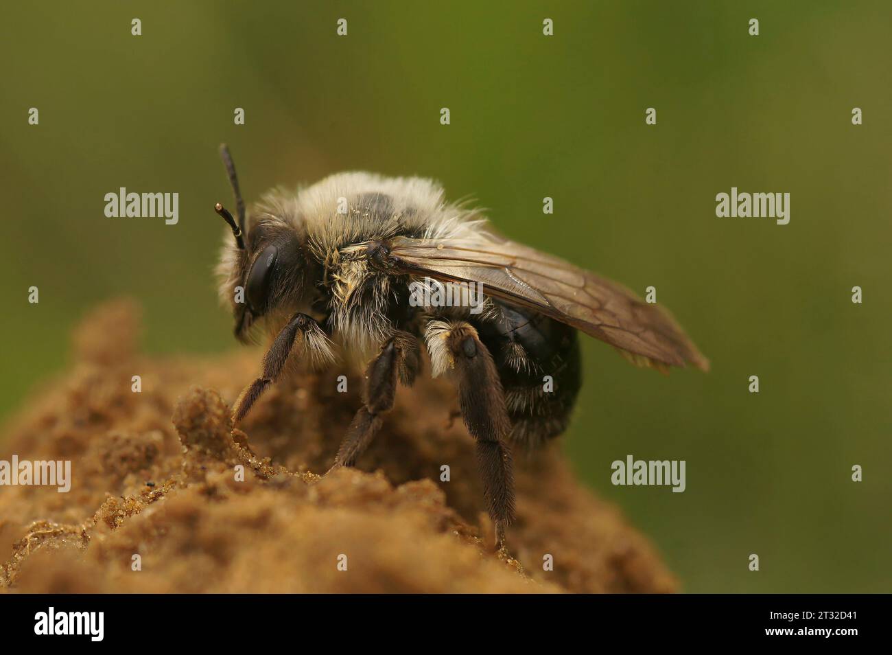 Natural closeup on a female Grey backed mining bee, Andrena vaga ...