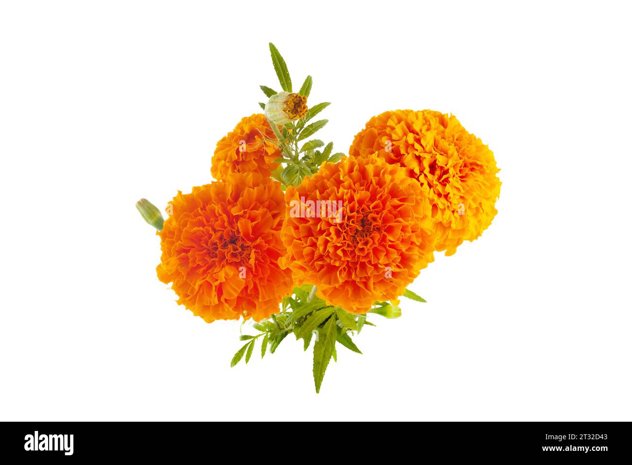 Cempasuchil orange flower on white background. Mexican flower Stock ...