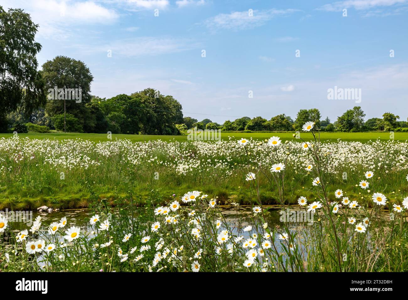 Pretty daisy flowers growing in summertime, with a blue sky overhead ...