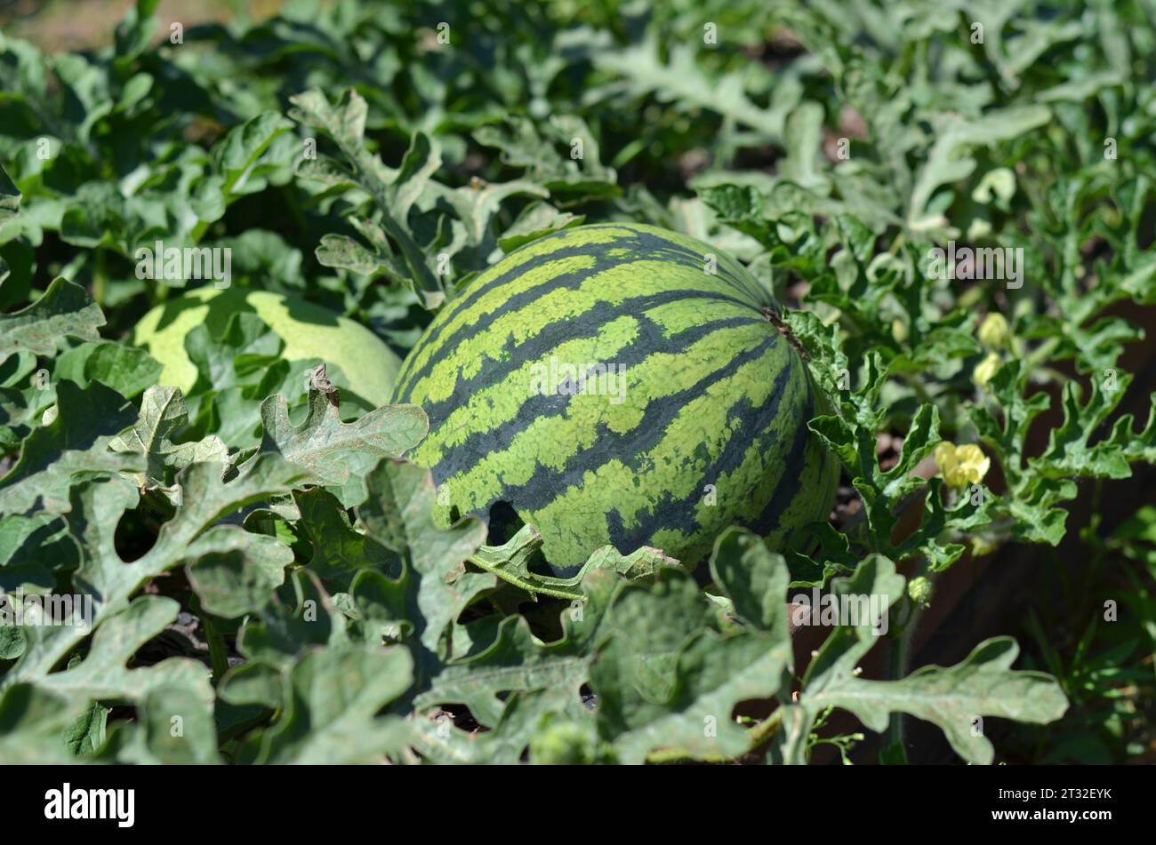 Green striped watermelon on a plantation in summer. Agricultural ...
