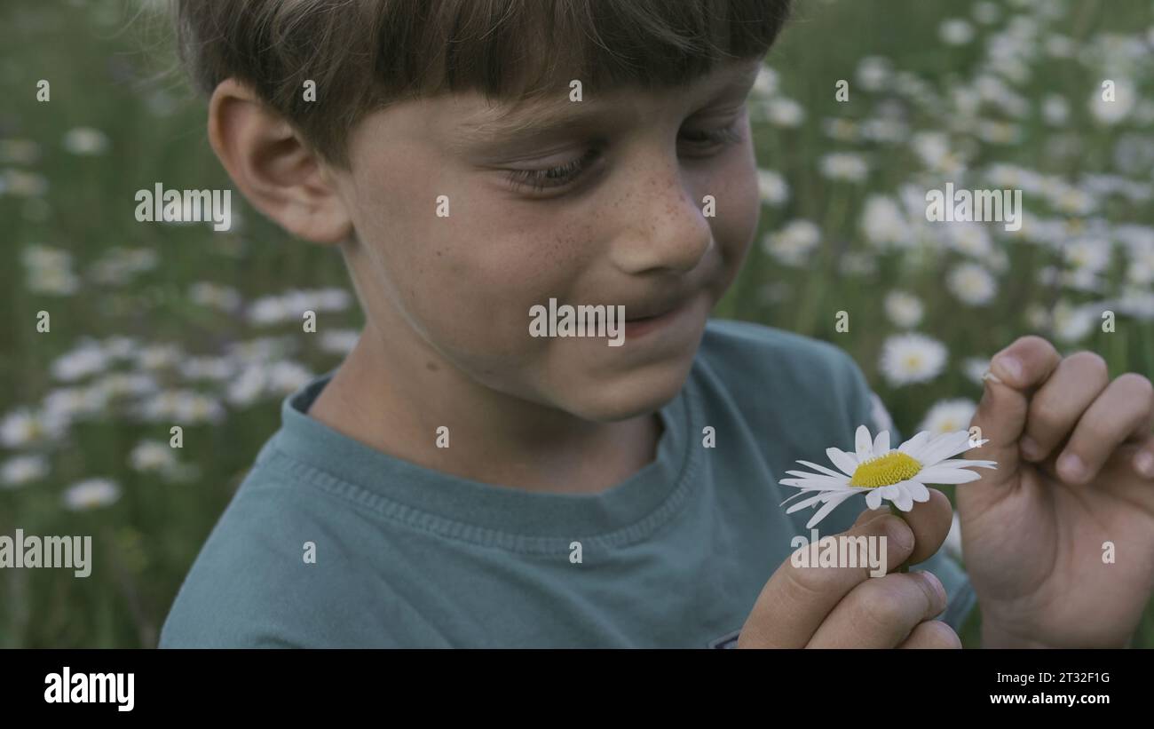 Cute boy holding daisy in field. Creative. Boy tore off daisy leaf for ...