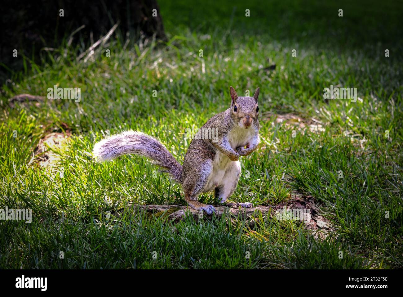Eastern Gray Squirrel spotted in Central Park, New York City Stock ...