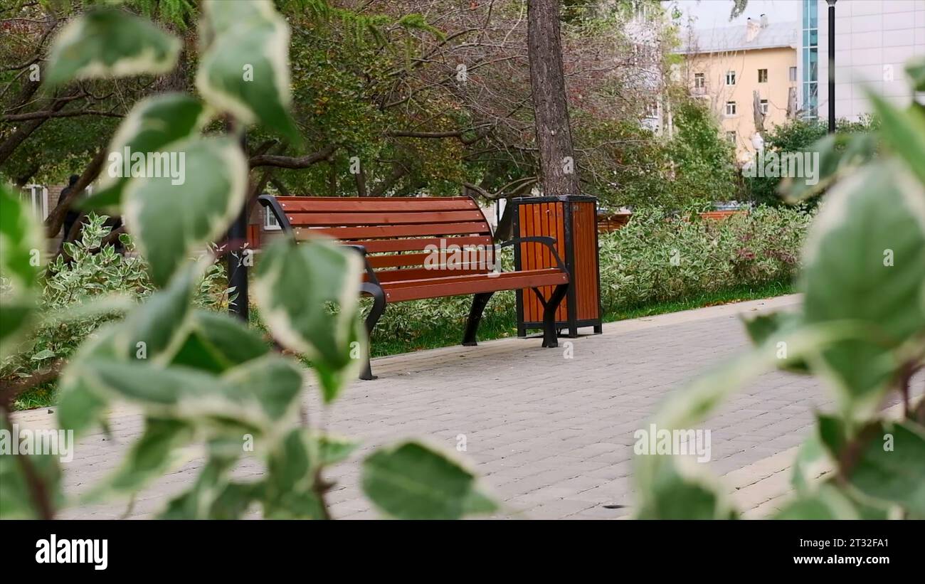 View through branches of bush on bench. Clip. Blurred branches of shrub ...