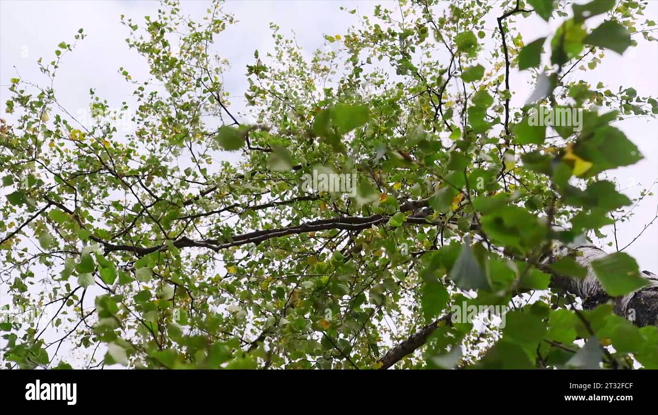 Bottom view of green leaves of branches swaying in wind. Clip. Branches ...