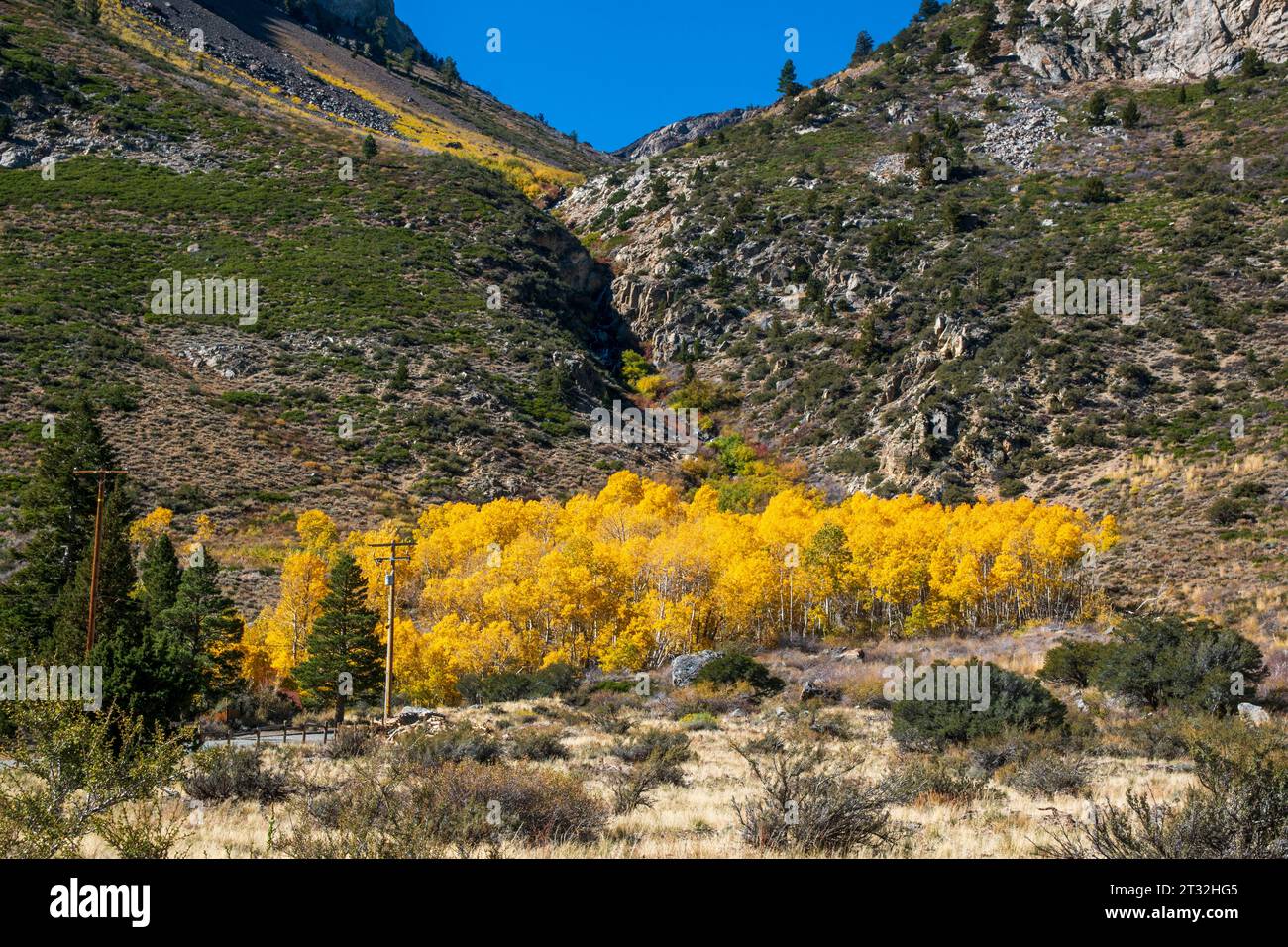 The fall color along the June Lake Loop in Mono County can be vibrant ...