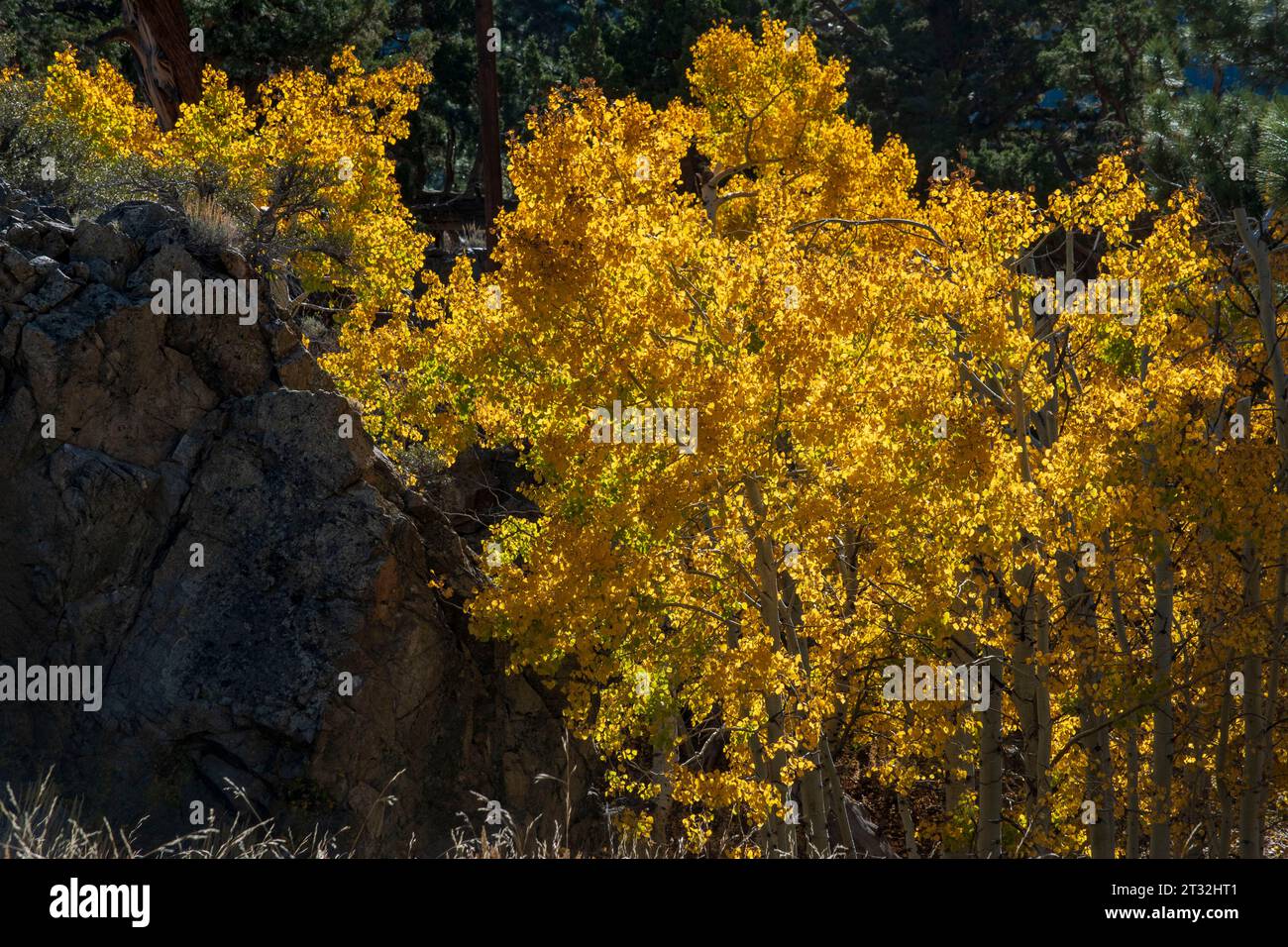 The fall color along the June Lake Loop in Mono County can be vibrant ...