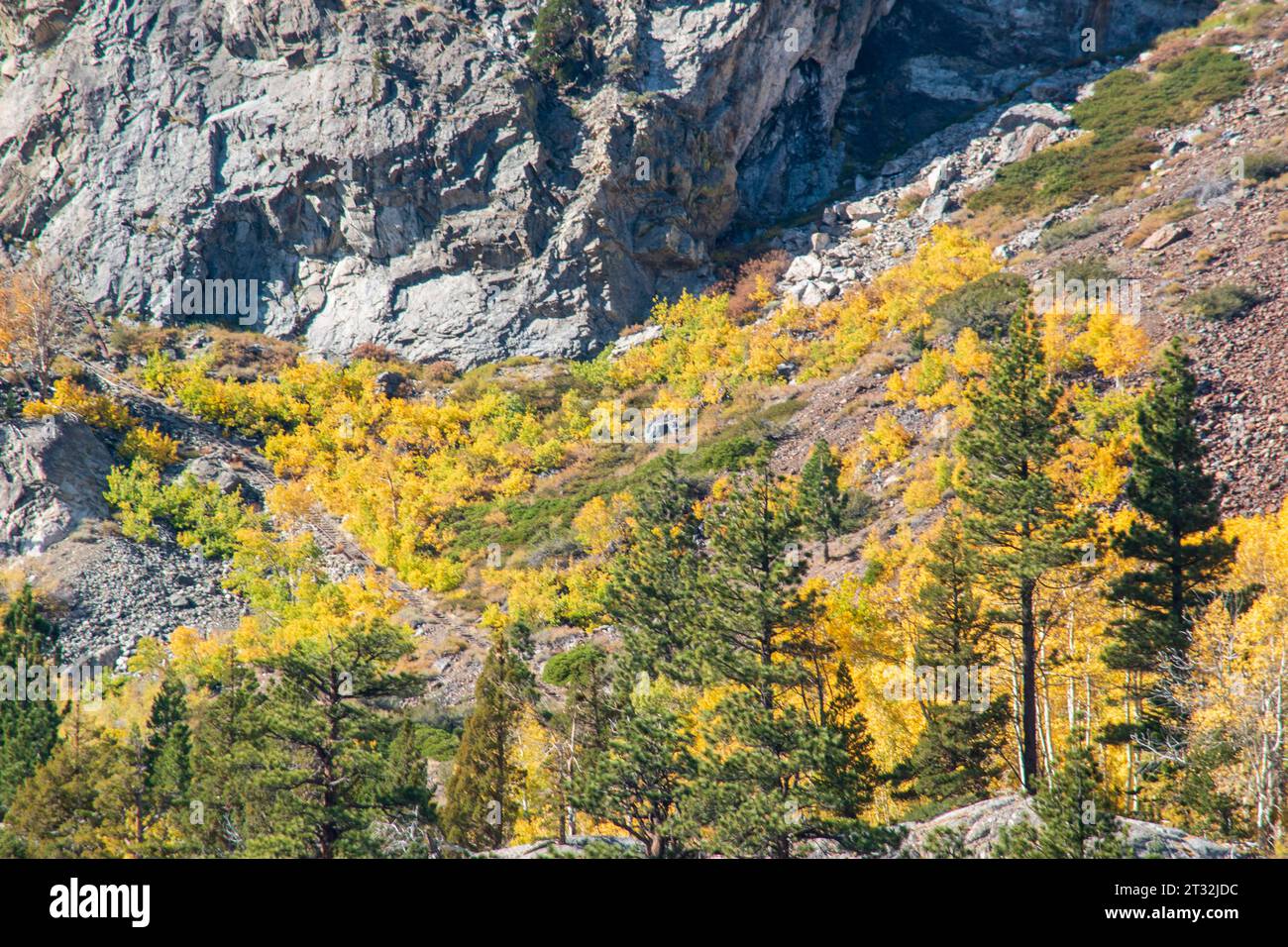 The fall color along the June Lake Loop in Mono County can be vibrant ...