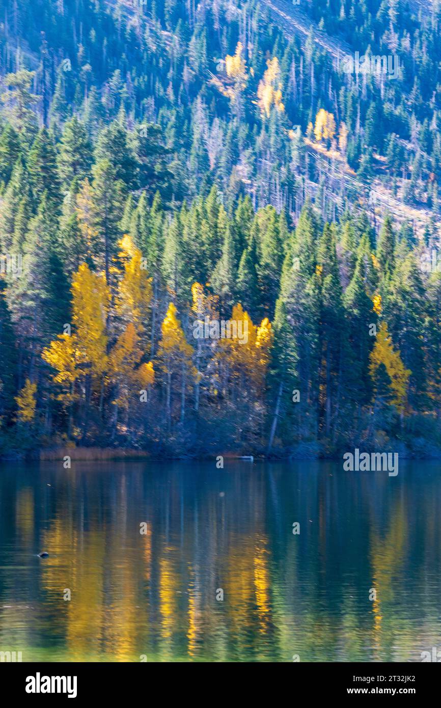 The fall color along the June Lake Loop in Mono County can be vibrant ...
