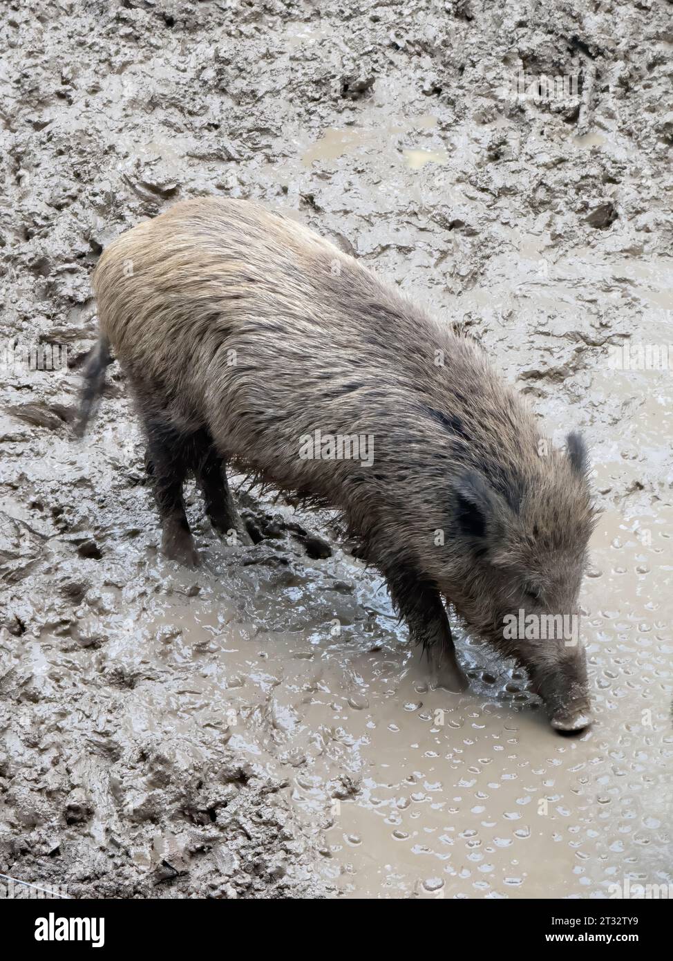 wild boar in the wild Stock Photo - Alamy