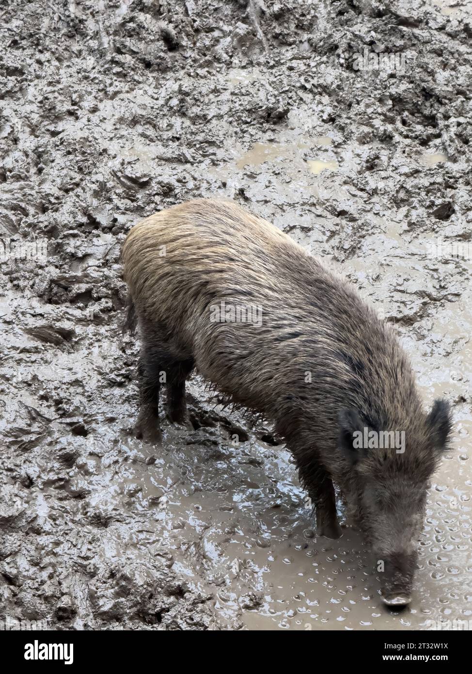 Pig mud hi-res stock photography and images - Alamy