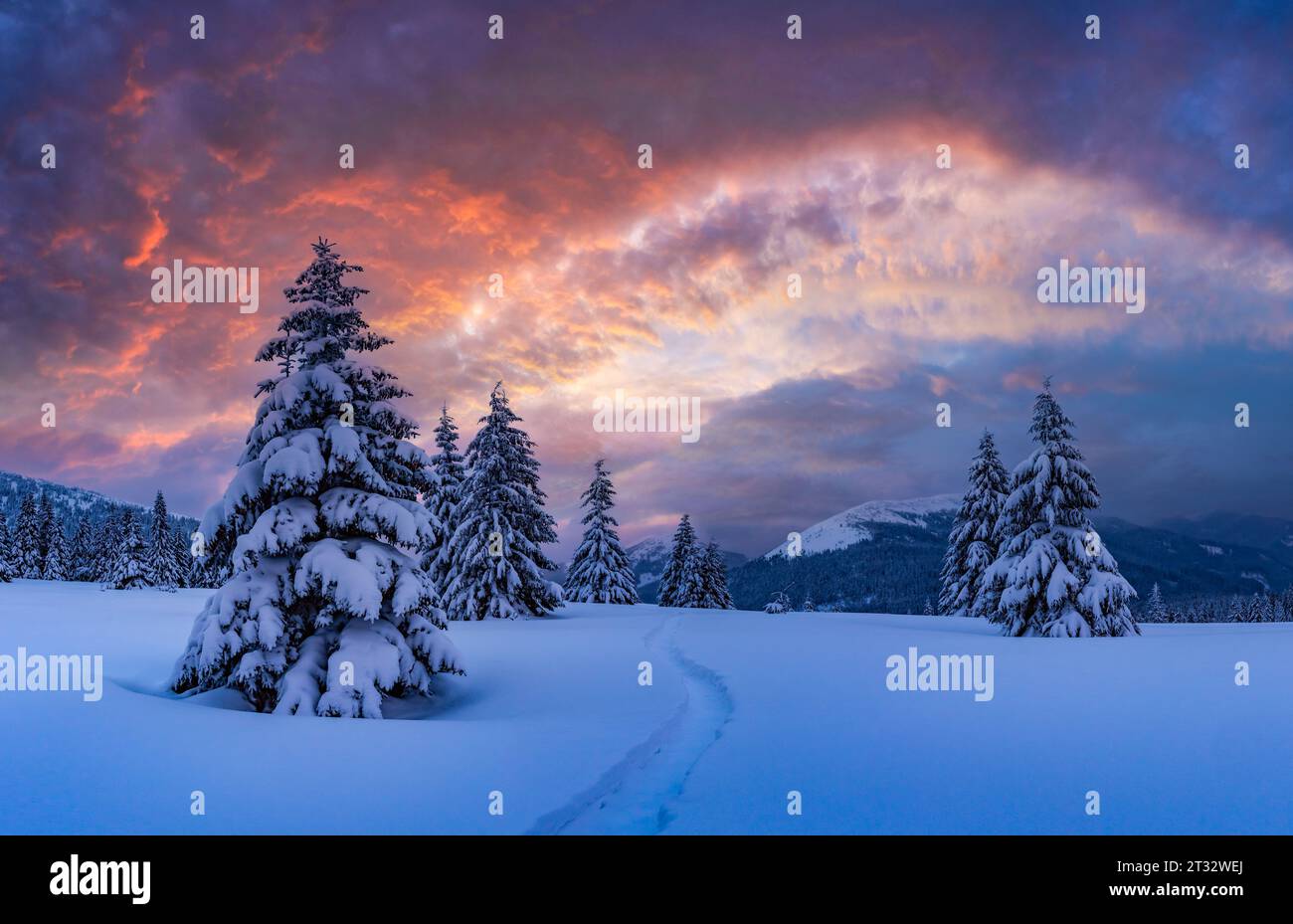 Incredible landscape with snow-covered conifers in a wintery mountain ...