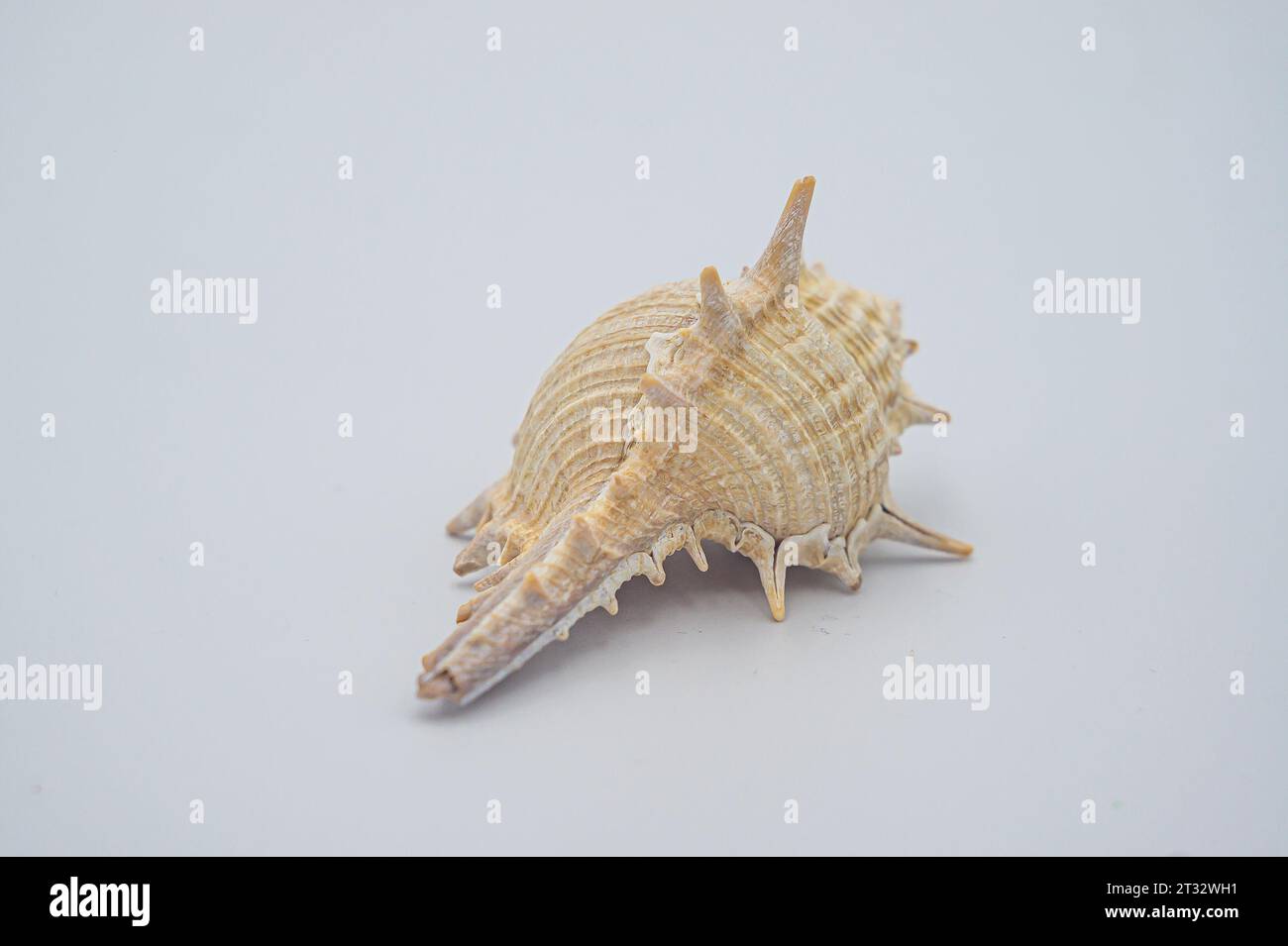White conch shell with oranges isolated on white background with ...