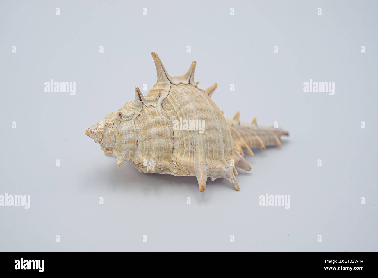 White conch shell with oranges isolated on white background with ...