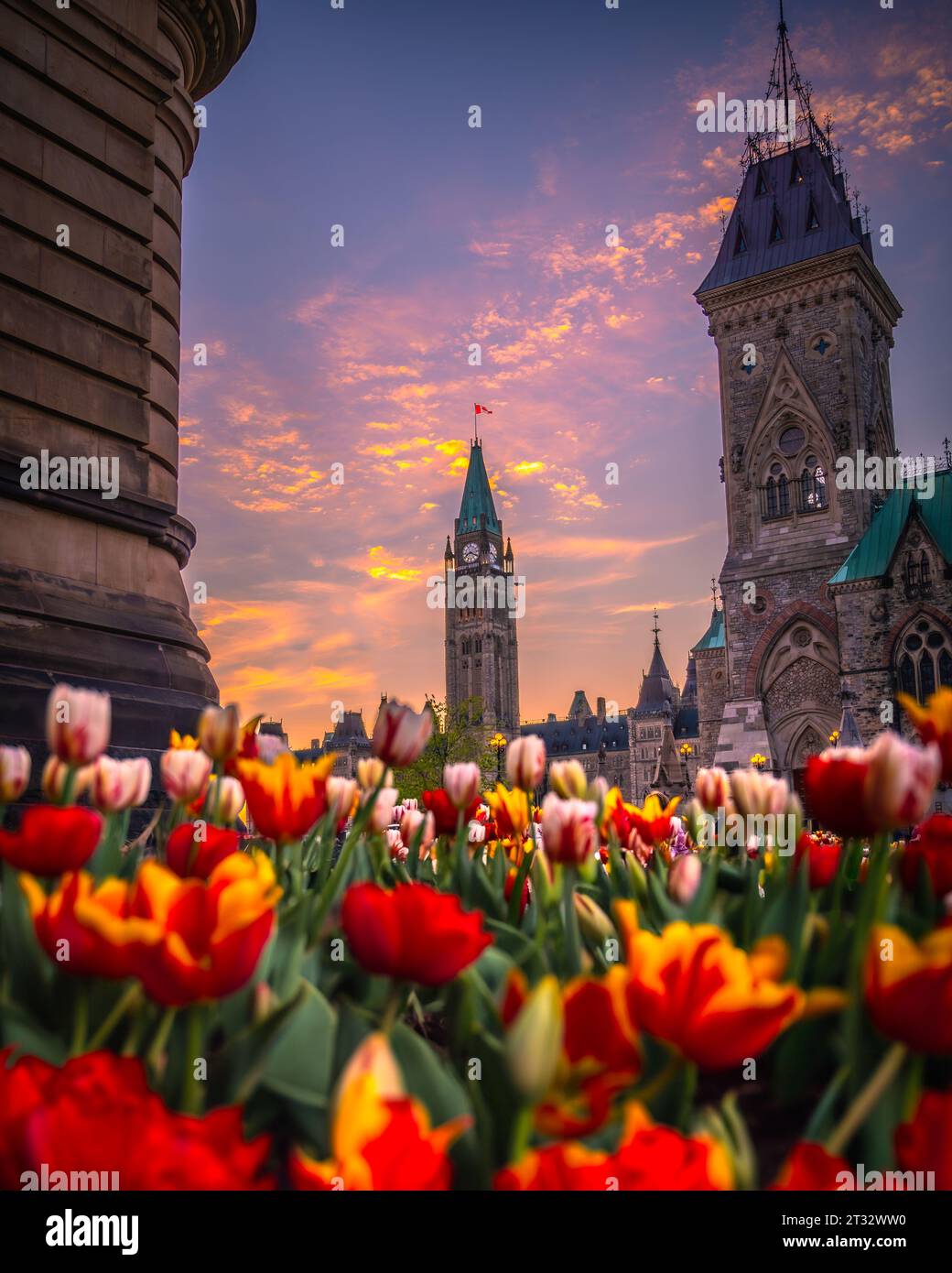 Tulips in front of Parliament Hill during festival, Ottawa, Ontario ...