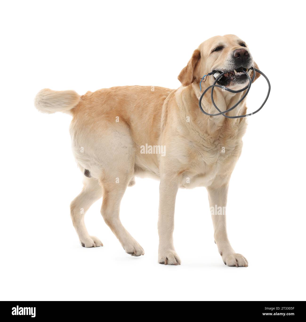 Naughty Labrador Retriever dog chewing damaged electrical wire on white ...