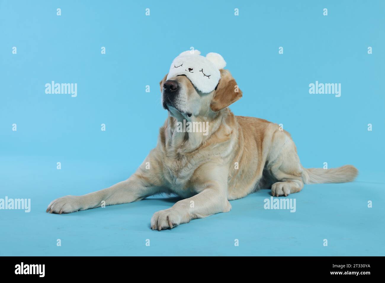 Cute Labrador Retriever with sleep mask resting on light blue ...