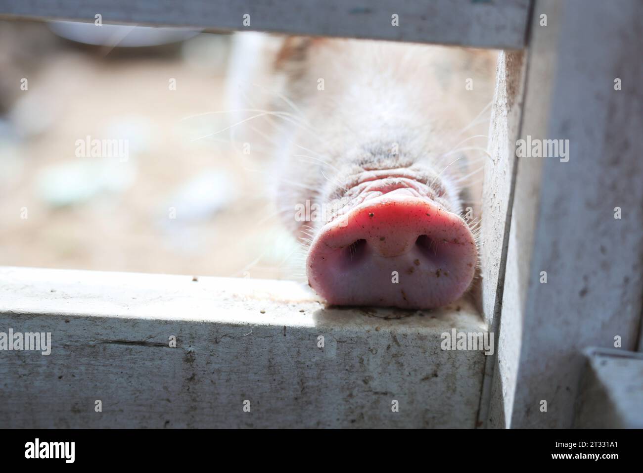 Domestic pigs nose to nose hi-res stock photography and images - Alamy