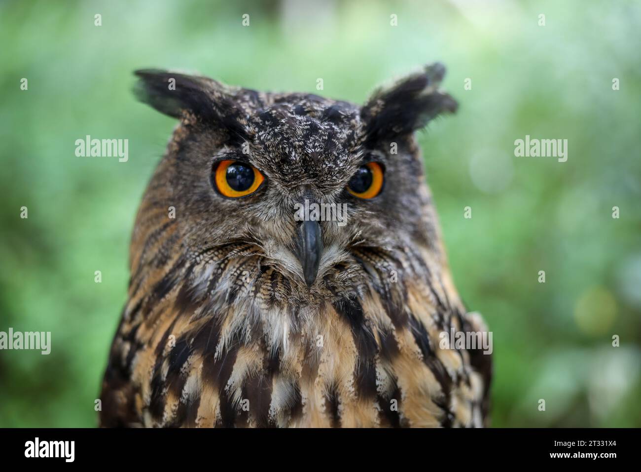Owl mouth eating hi-res stock photography and images - Alamy