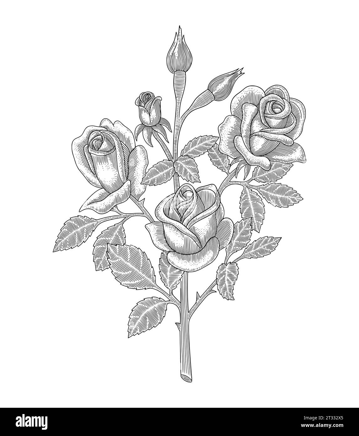Rose flower branch, vintage engraving drawing style illustration Stock ...