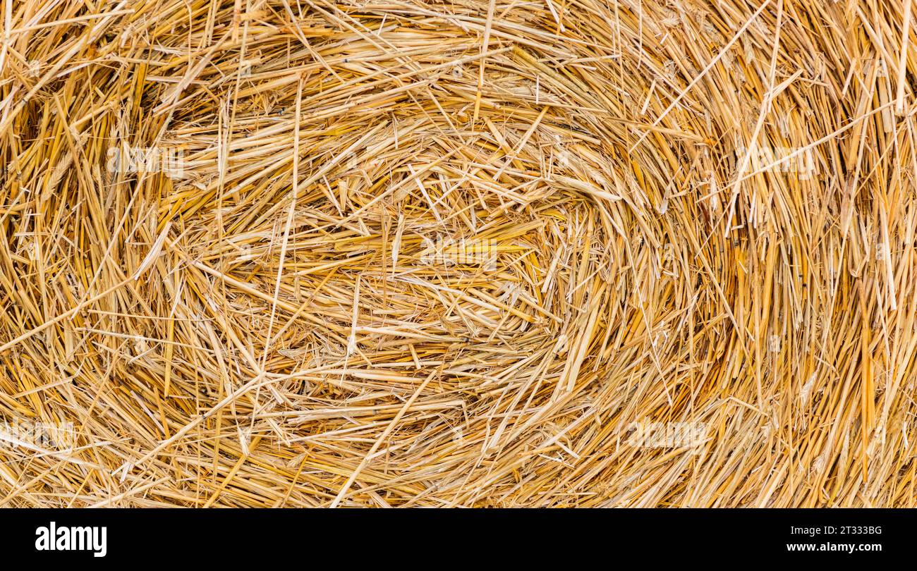 haystack straw prepared for farm. Stack dry hay. Hay texture. Hay bale ...