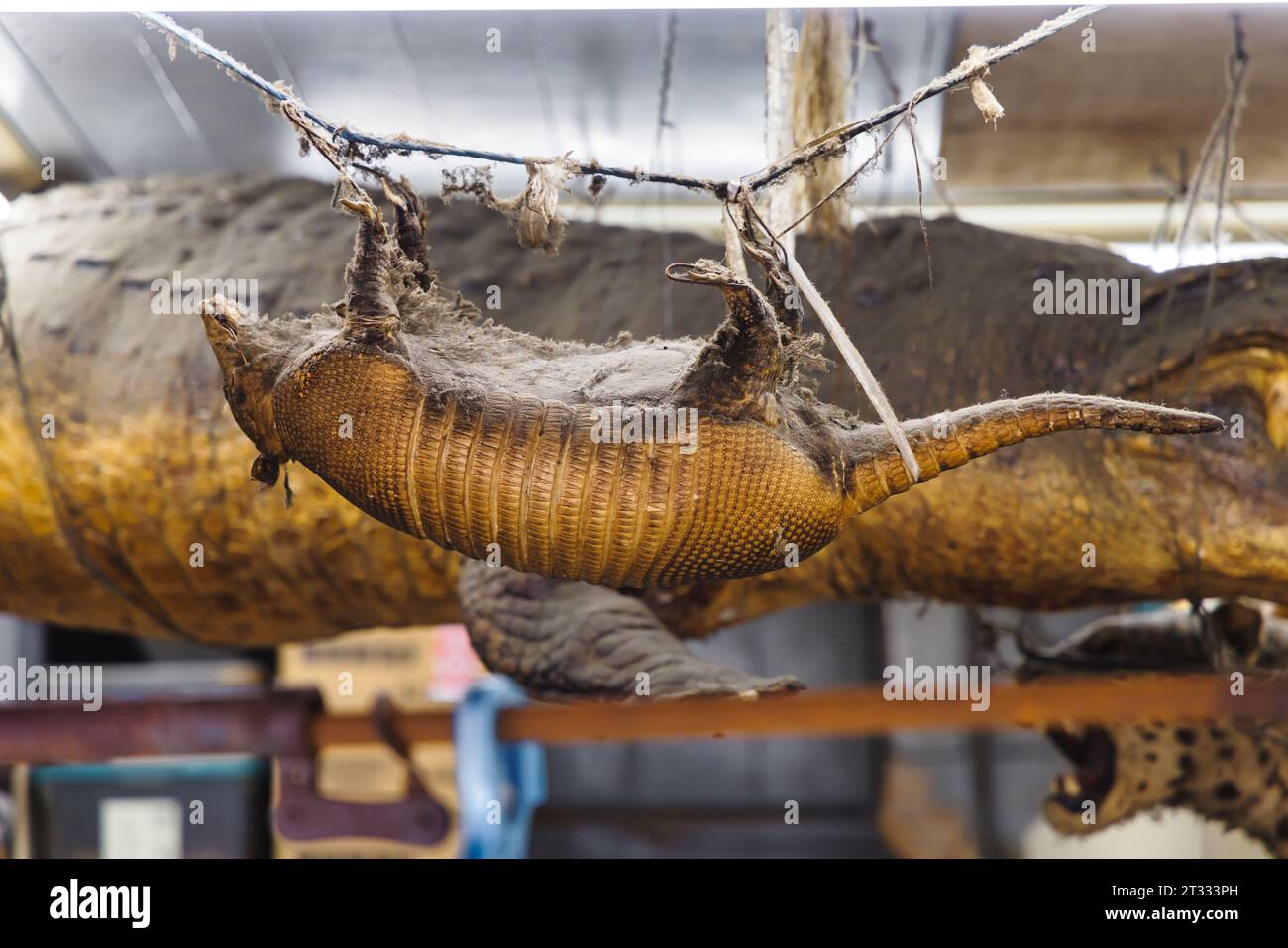 picture of a stuffed pangolin hanging on a rope at a stall of the ...