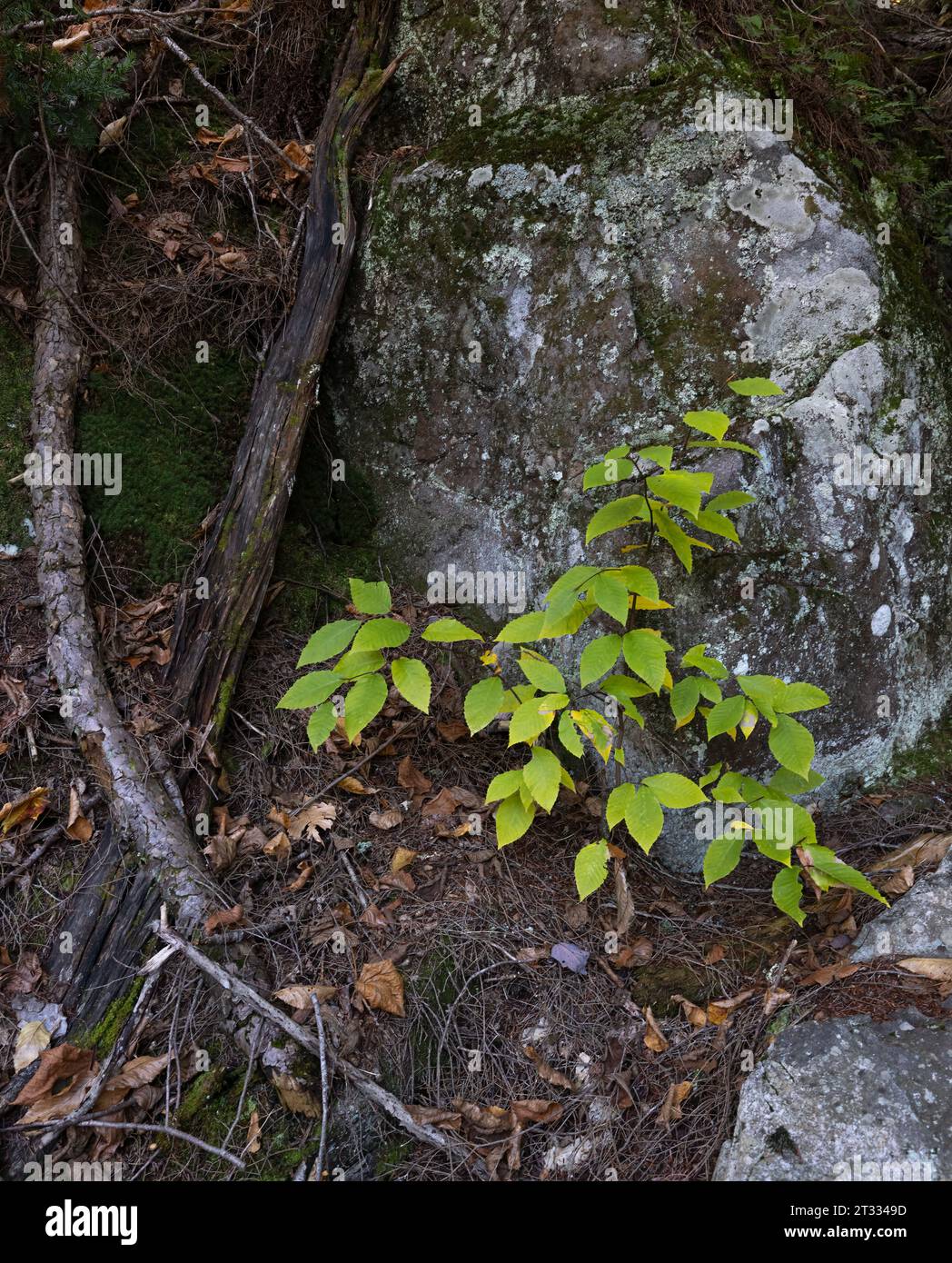 Textures and colours of plants and rock in a Muskoka forest Stock Photo ...