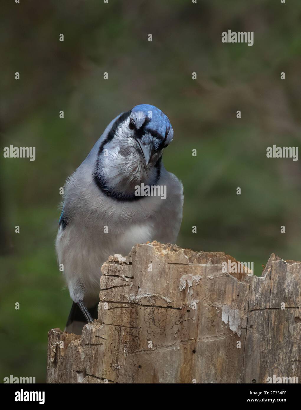 Blue jay in algonquin hi-res stock photography and images - Alamy