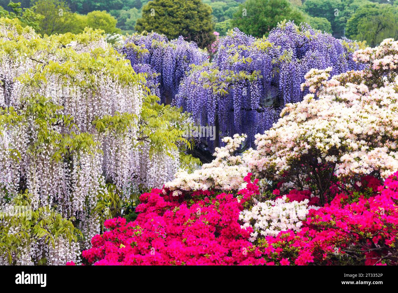 picture of flowering, different colored wisteria and azalea trees Stock ...