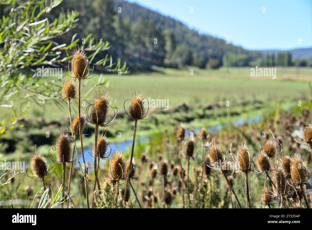 Dry Teasel Heads Stock Photo - Alamy