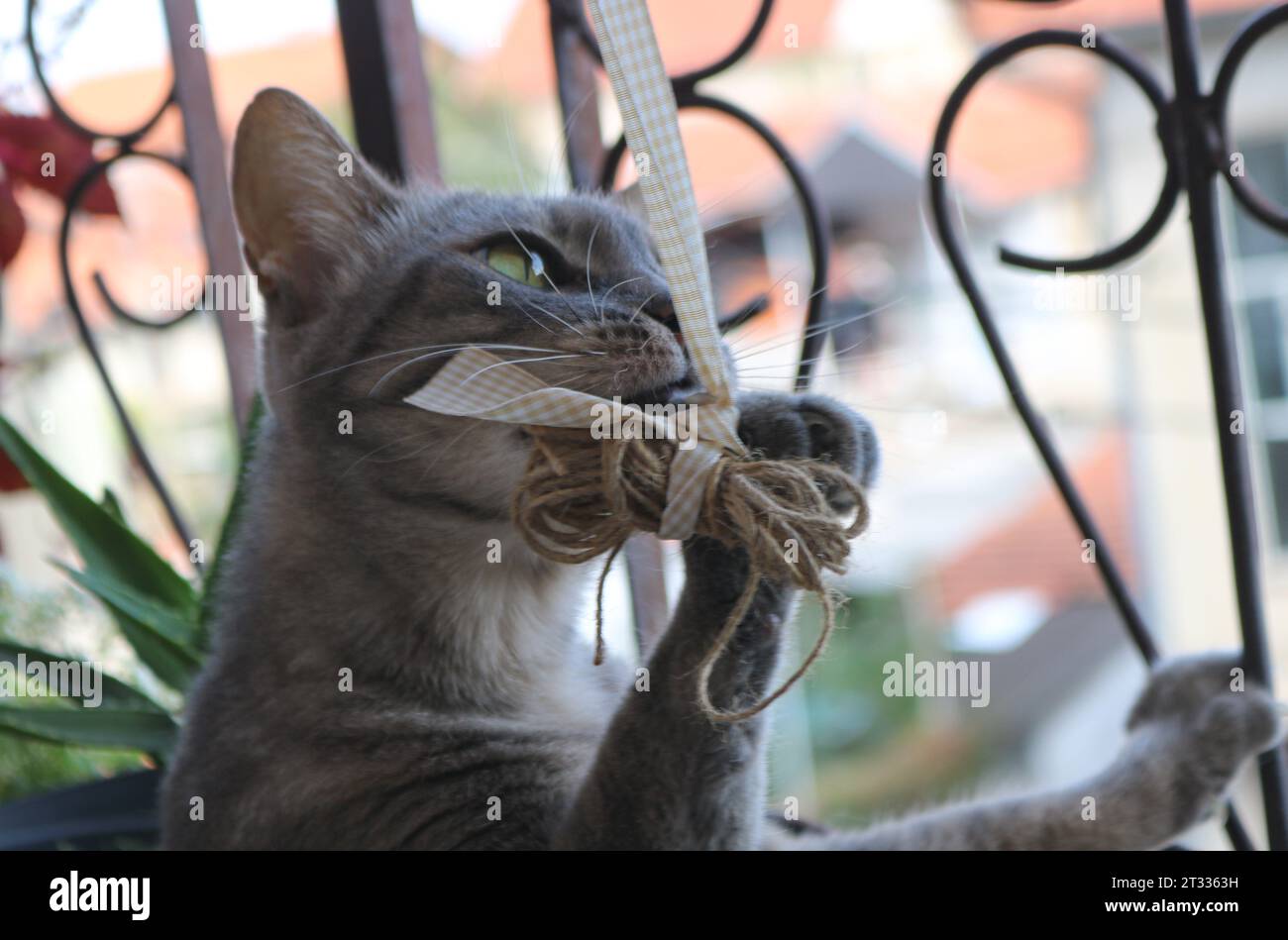 Cute cutie pretty hi-res stock photography and images - Alamy