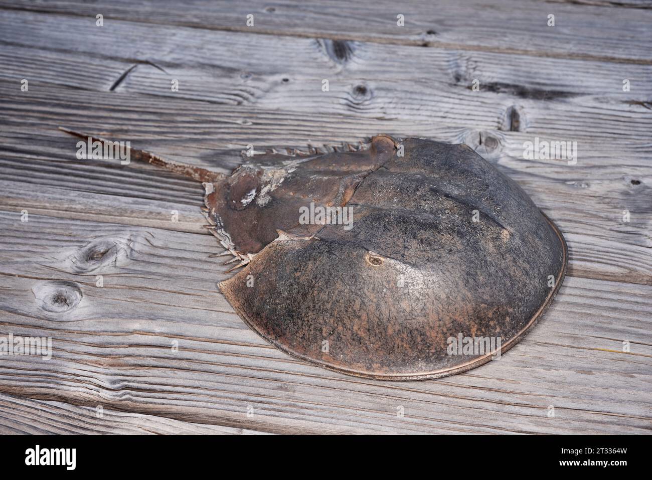 The shell of a dead Horseshoe Crab on weathered wood Stock Photo - Alamy