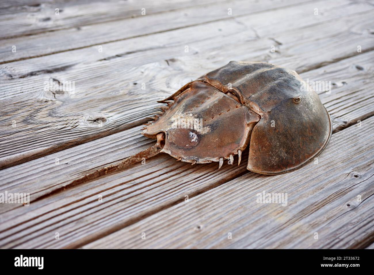 The shell of a dead Horseshoe Crab on weathered wood Stock Photo - Alamy