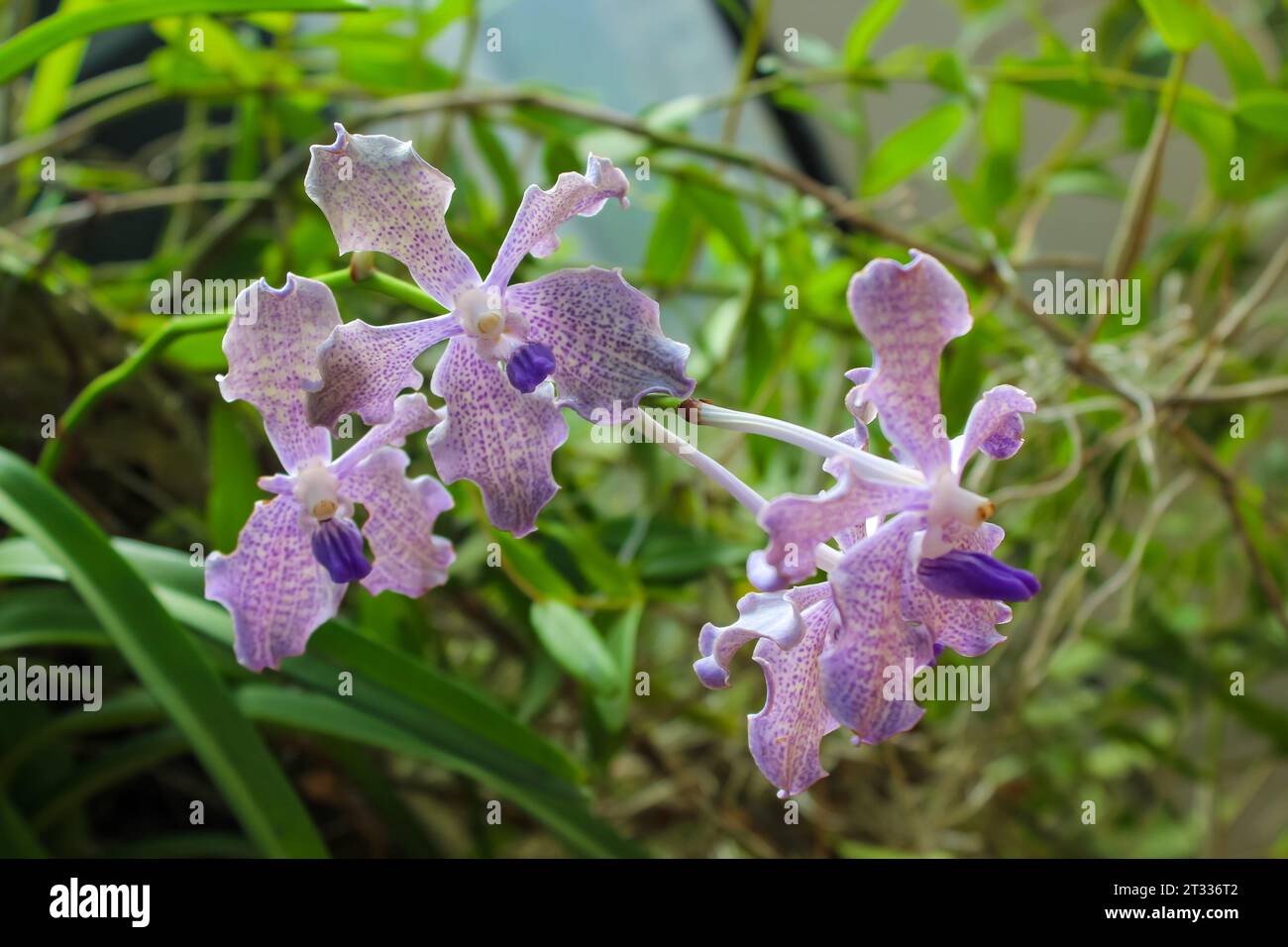 Colorful Flowers At Peradeniya Royal Botanical Garden Kandy, Sri Lanka ...