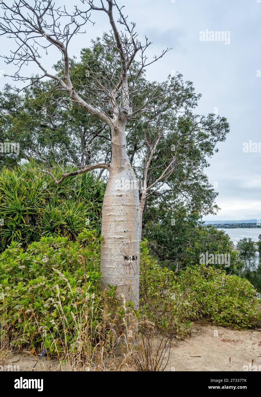 Australian Bottle Tree (Brachychiton rupestris) at the Western ...